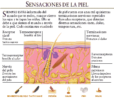 enero 2012 | El Cuerpo Humano