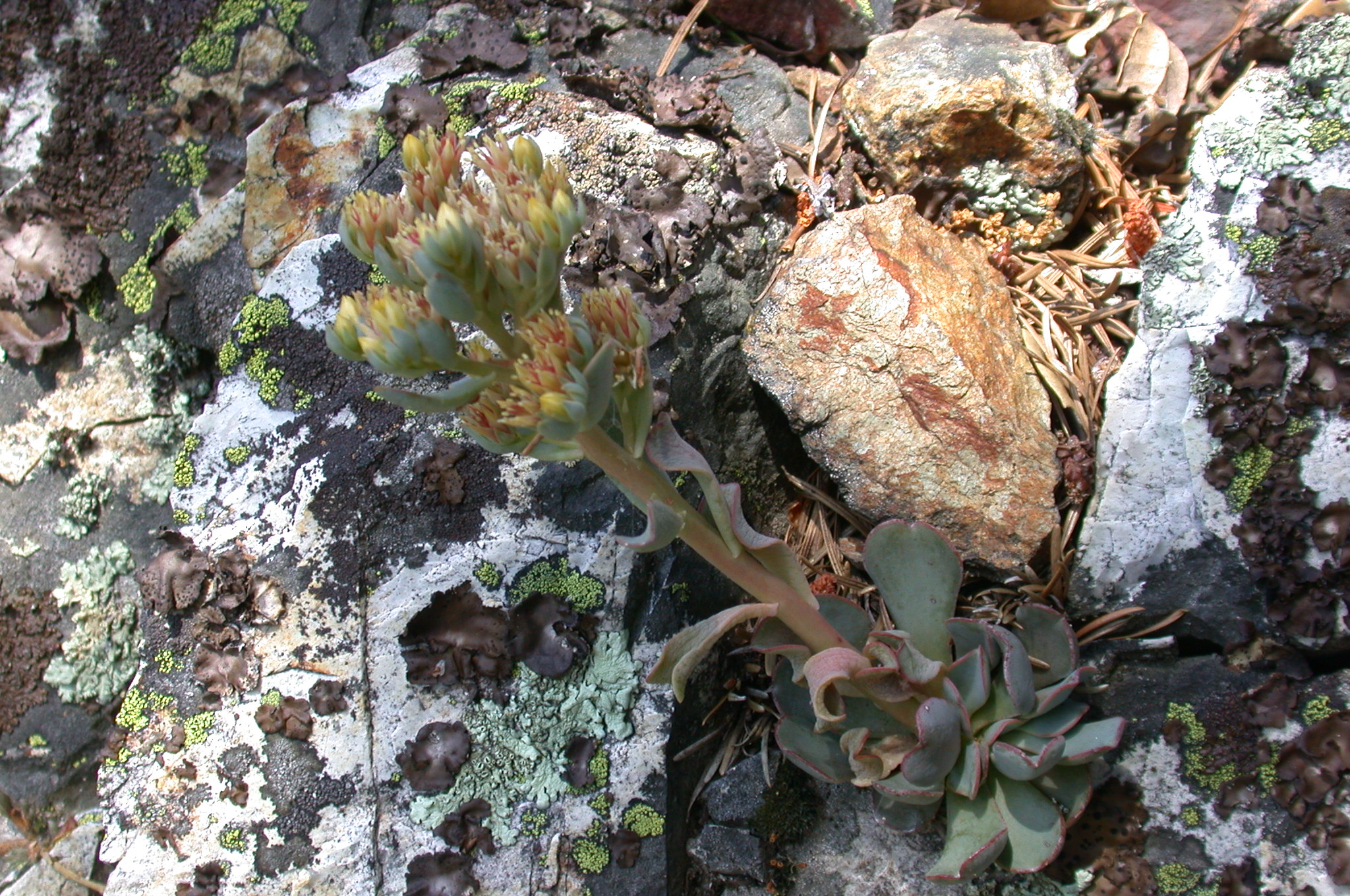 Sedum paradisum - Canyon Creek stonecrop care and culture | Travaldo's blog