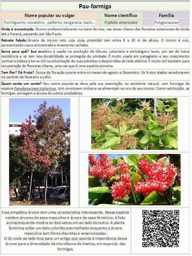 MUDAMATA: Pau-formiga macho e Pau-formiga fêmea