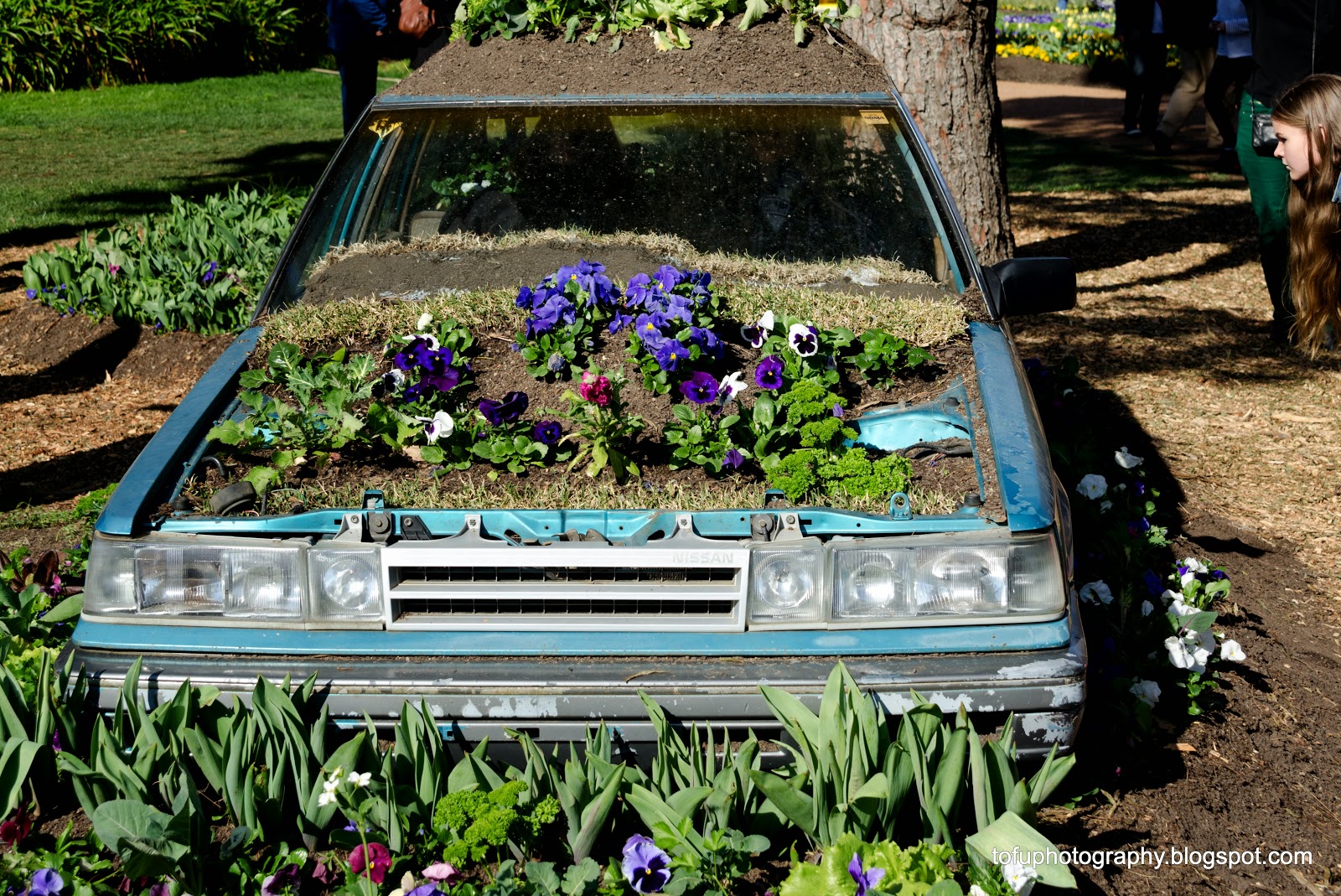 Tofu Photography: Flowers in a car at the Floriade Flower Show in Canberra