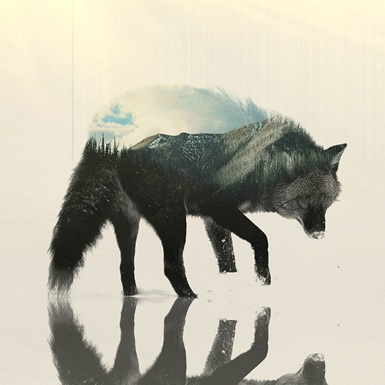 Wolf Double exposure Wallpaper Engine