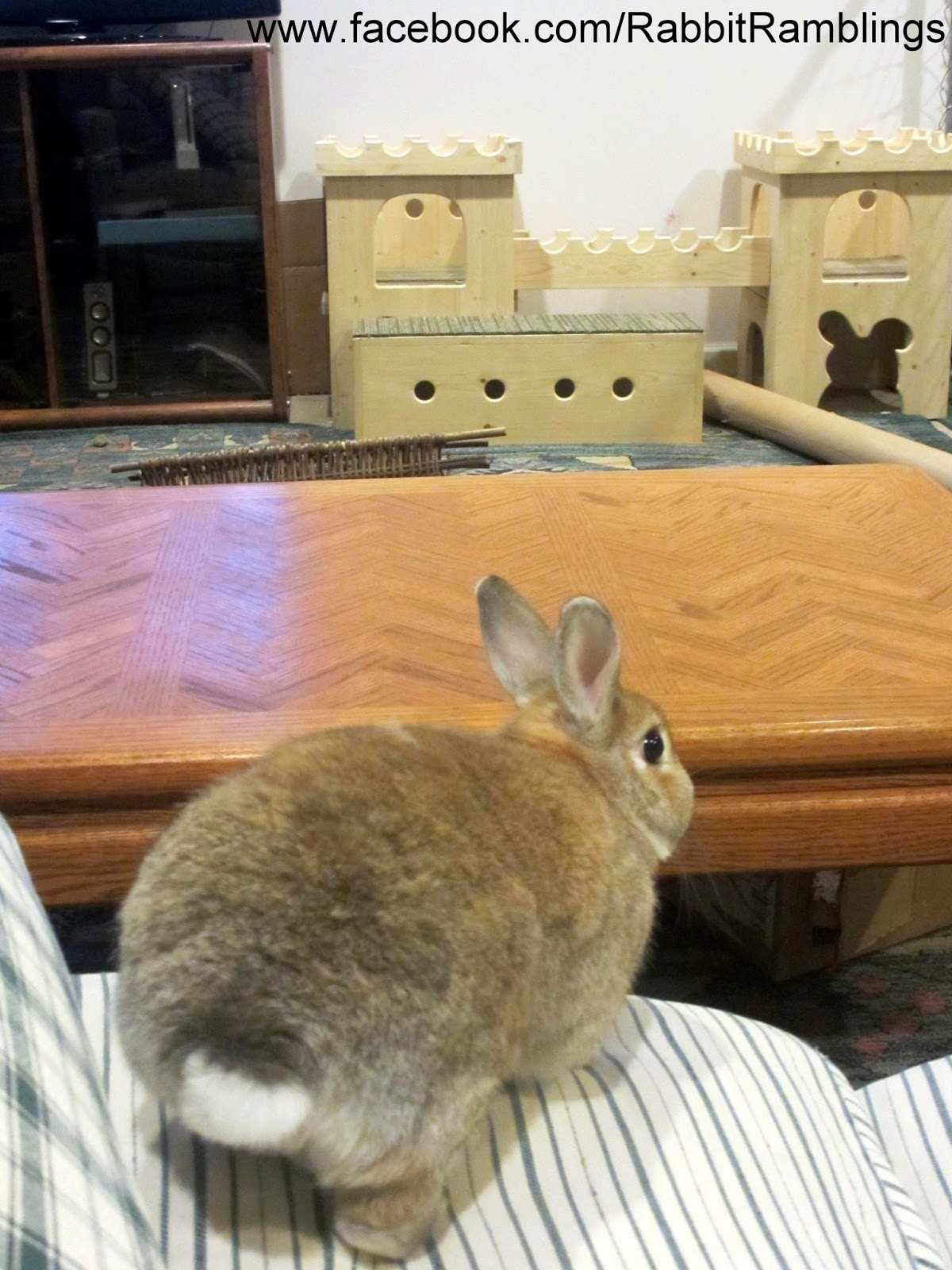 Rabbit Ramblings: Bunnies watching TV