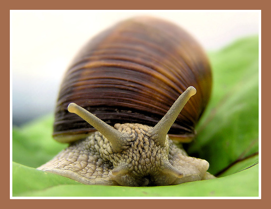 Do Not Break the Dog: WORLD'S SMALLEST SNAIL...?