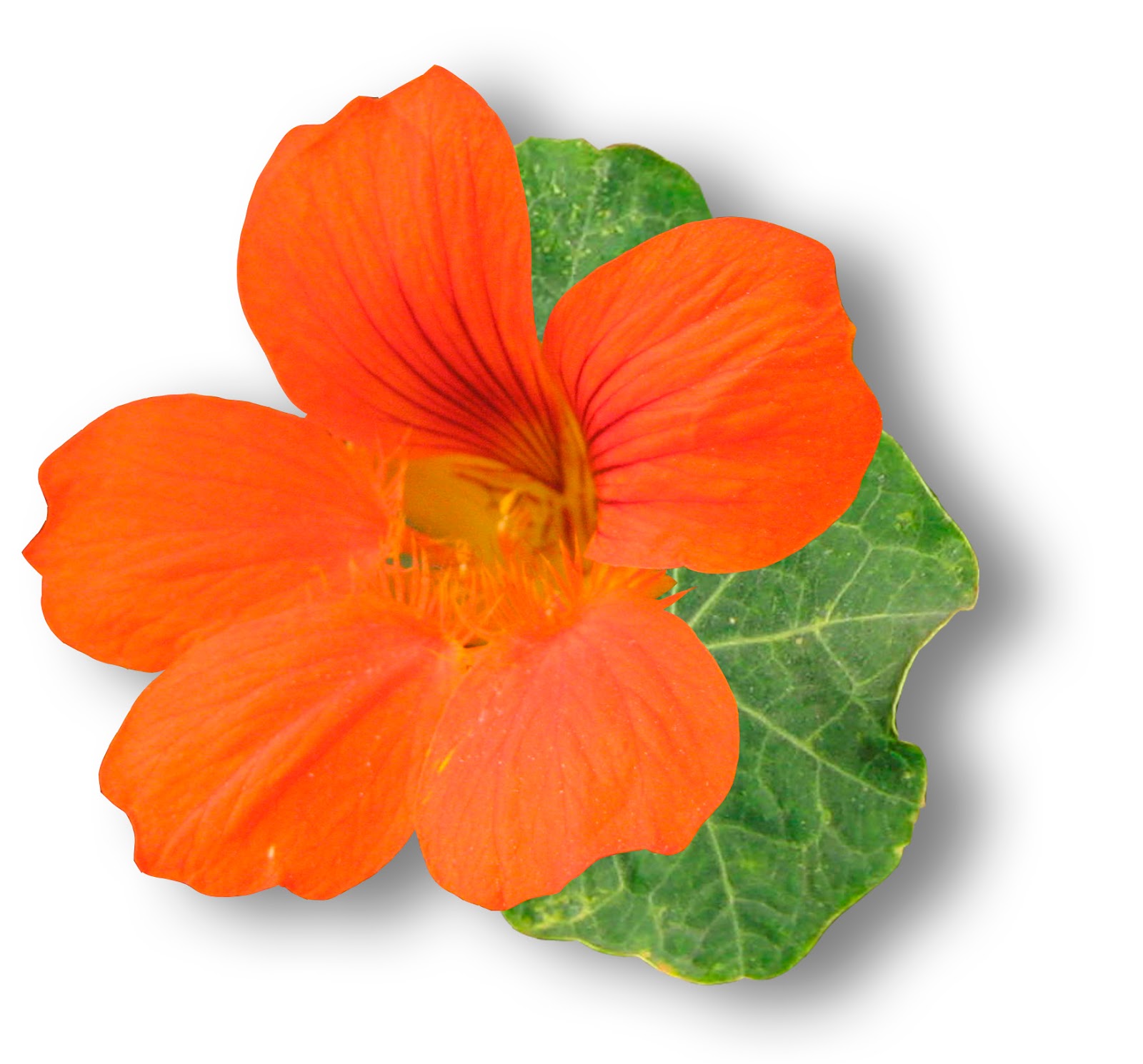 Volcandideces: marzo 2019