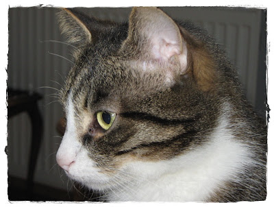 Retro Koty i Pies: Cebula poszedł w siną dal