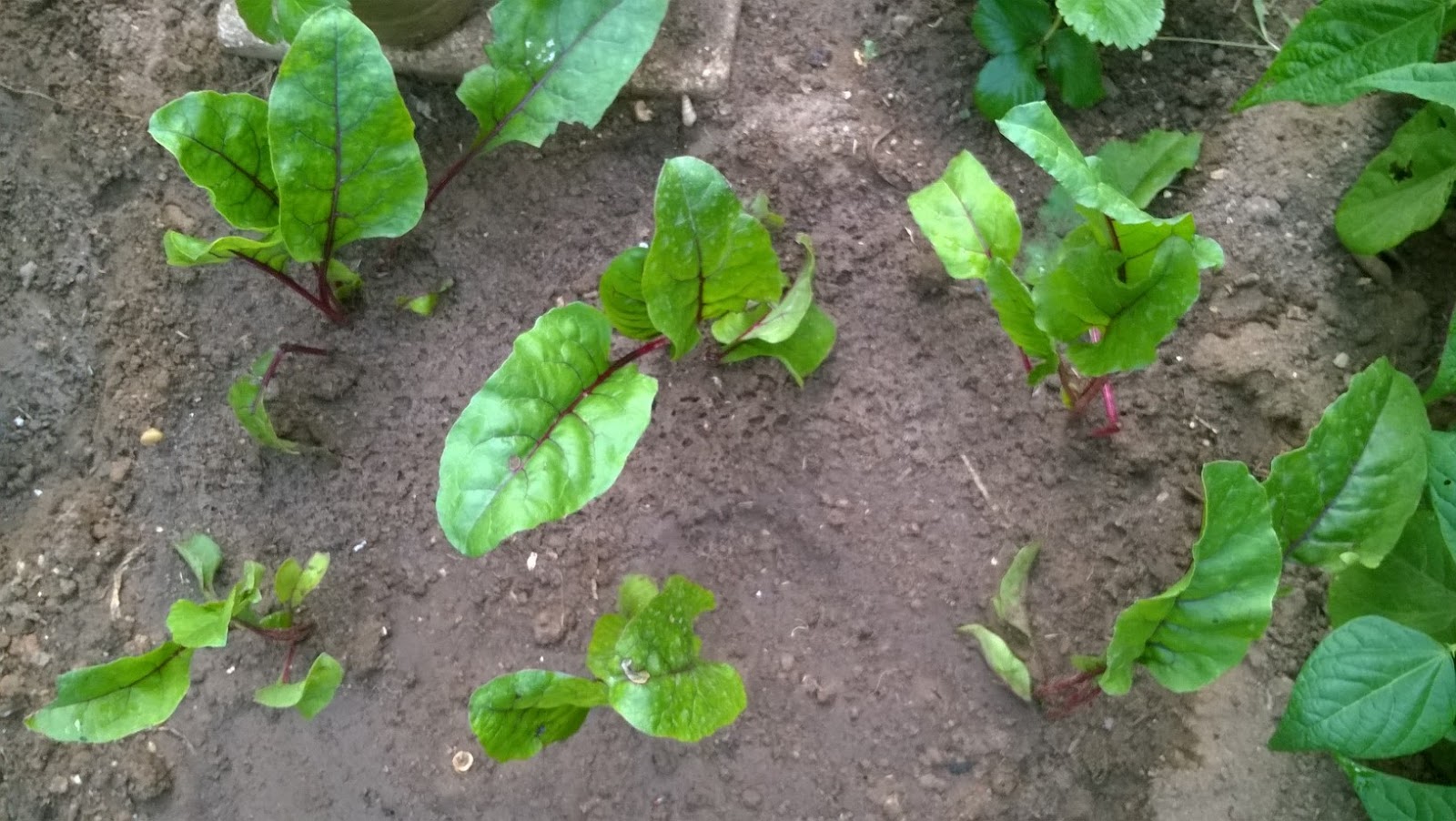 How To Start Beet Indoors