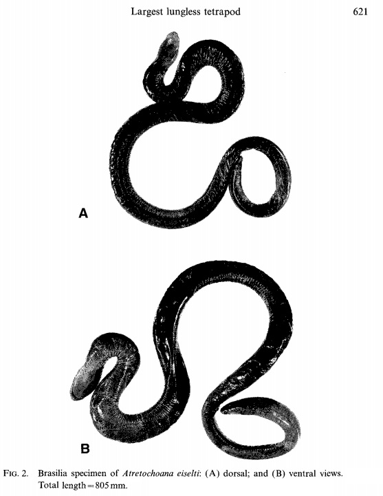 Species New to Science: [Herpetology • 1998] The largest lungless ...