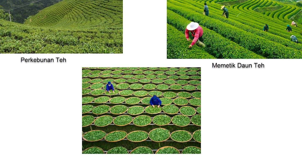Proses Pengolahan Teh