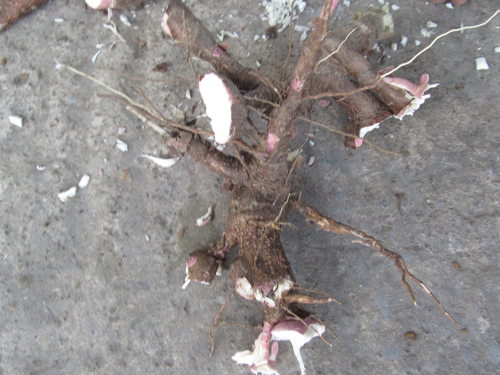 Kasaba Root