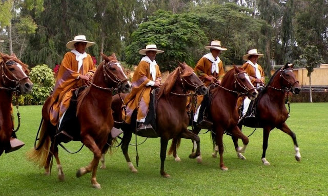 "Soy Capullana": Perú en fotos: Chalanes sobre caballos de paso peruanos.