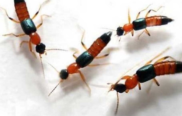 Mengapa Terjadi Wabah Tomcat? | Belajar Sampai Mati