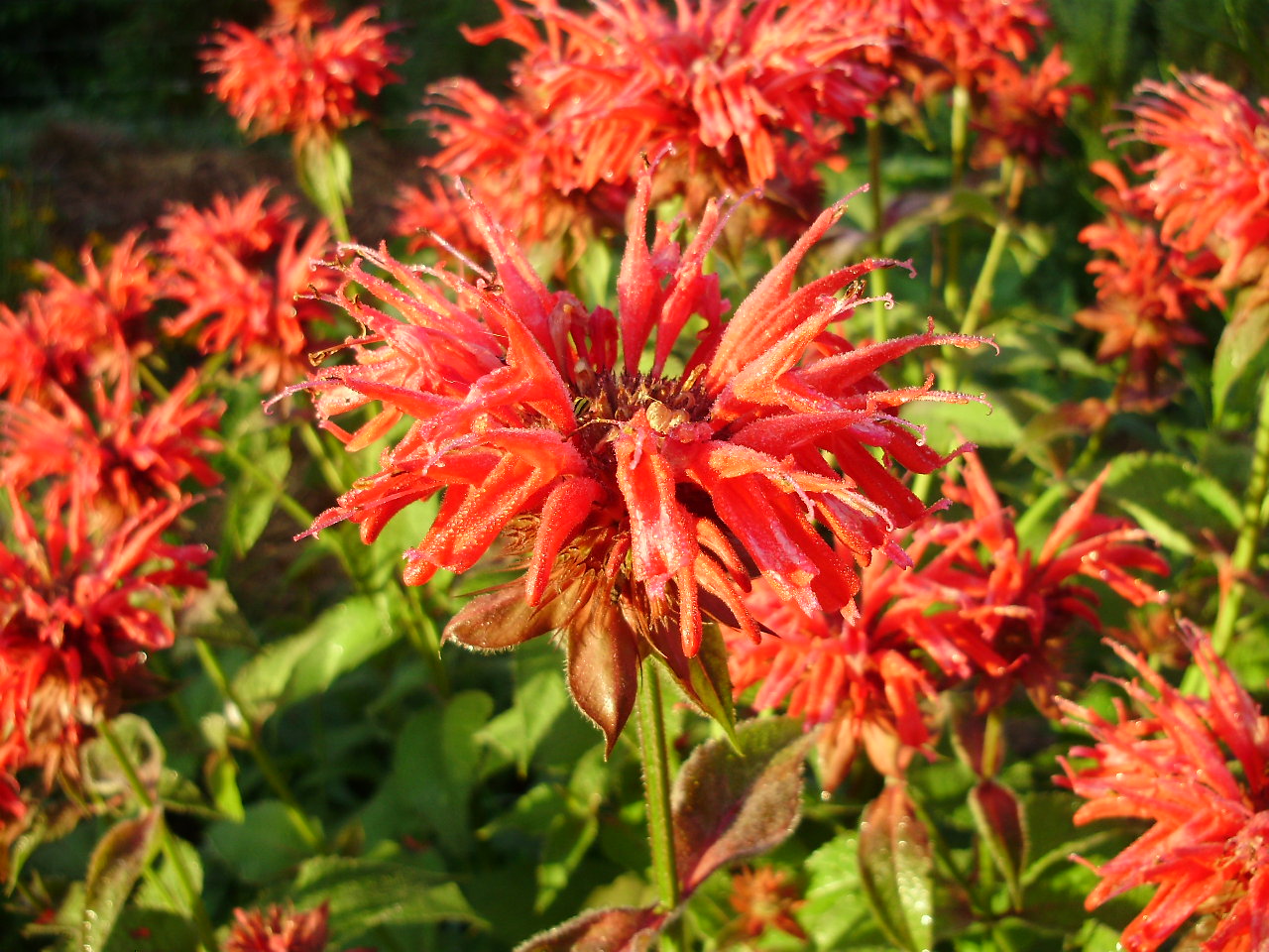 Canning Granny: Herbal Medicine Part 2: Bee Balm and Bee Stings