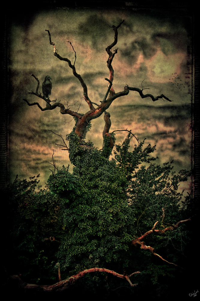 Castle Magick: Feb 21, 2011