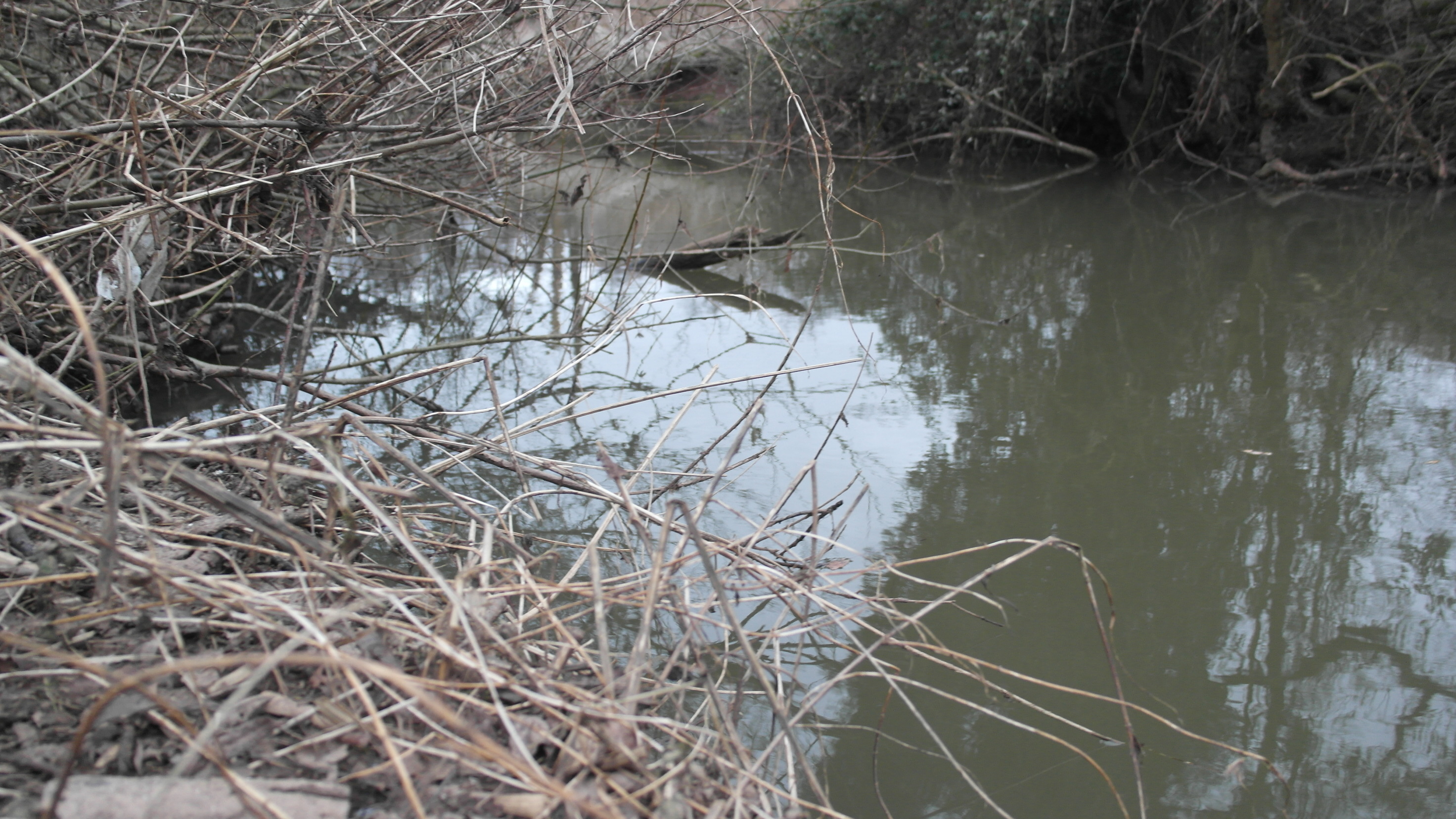 Piscatorial Quagswagging: The Tiny River Alne - Mussitation and Mustelids