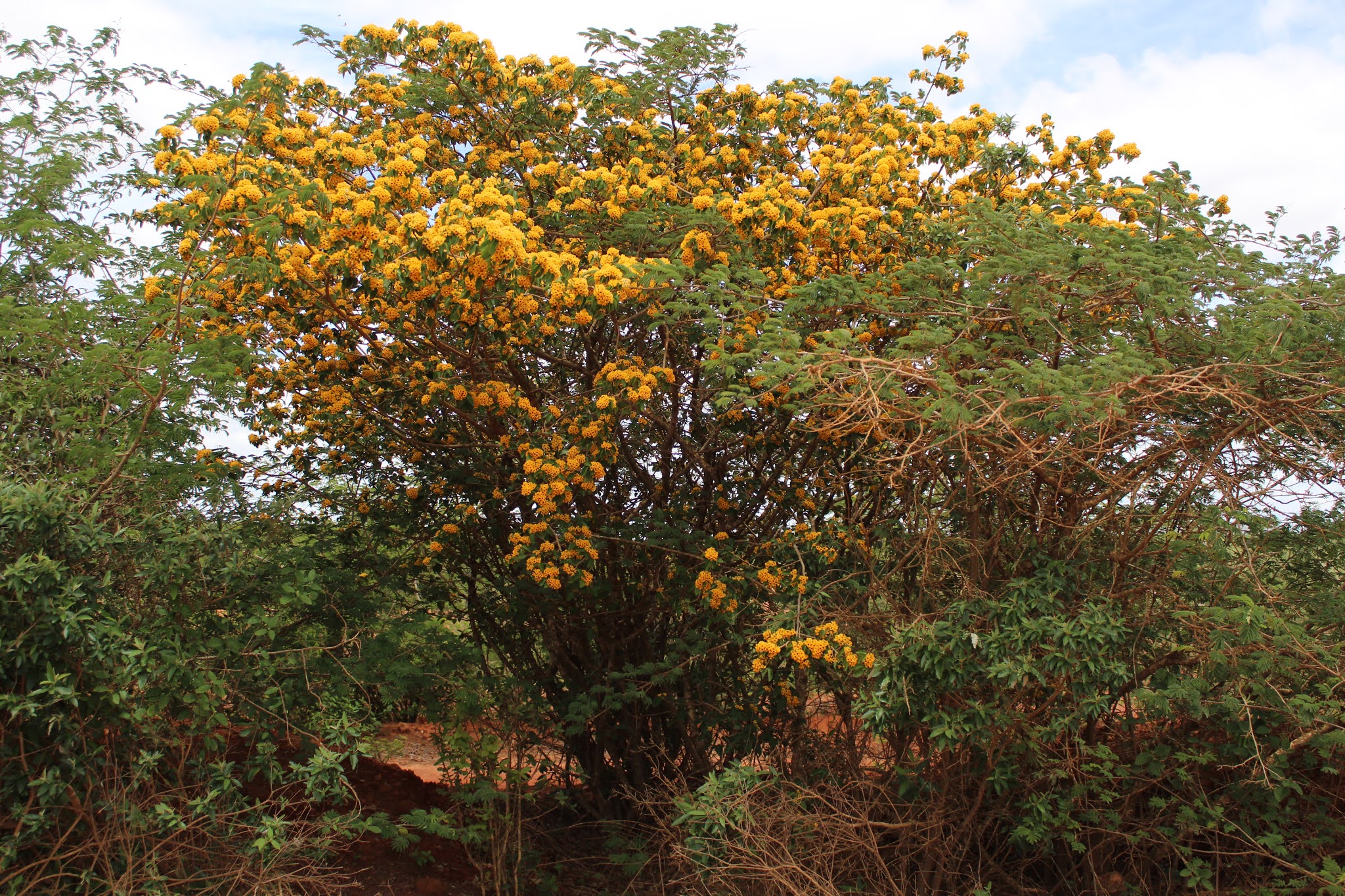 Fabaceae - Leguminosae no Brasil: Pterocarpus