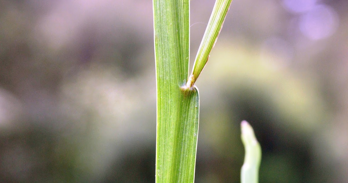 Botany word of the day : Cladode: A flattened stem with the function of ...