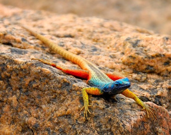 10 Most Colorful & Beautiful Lizards In The World – reptilenesia