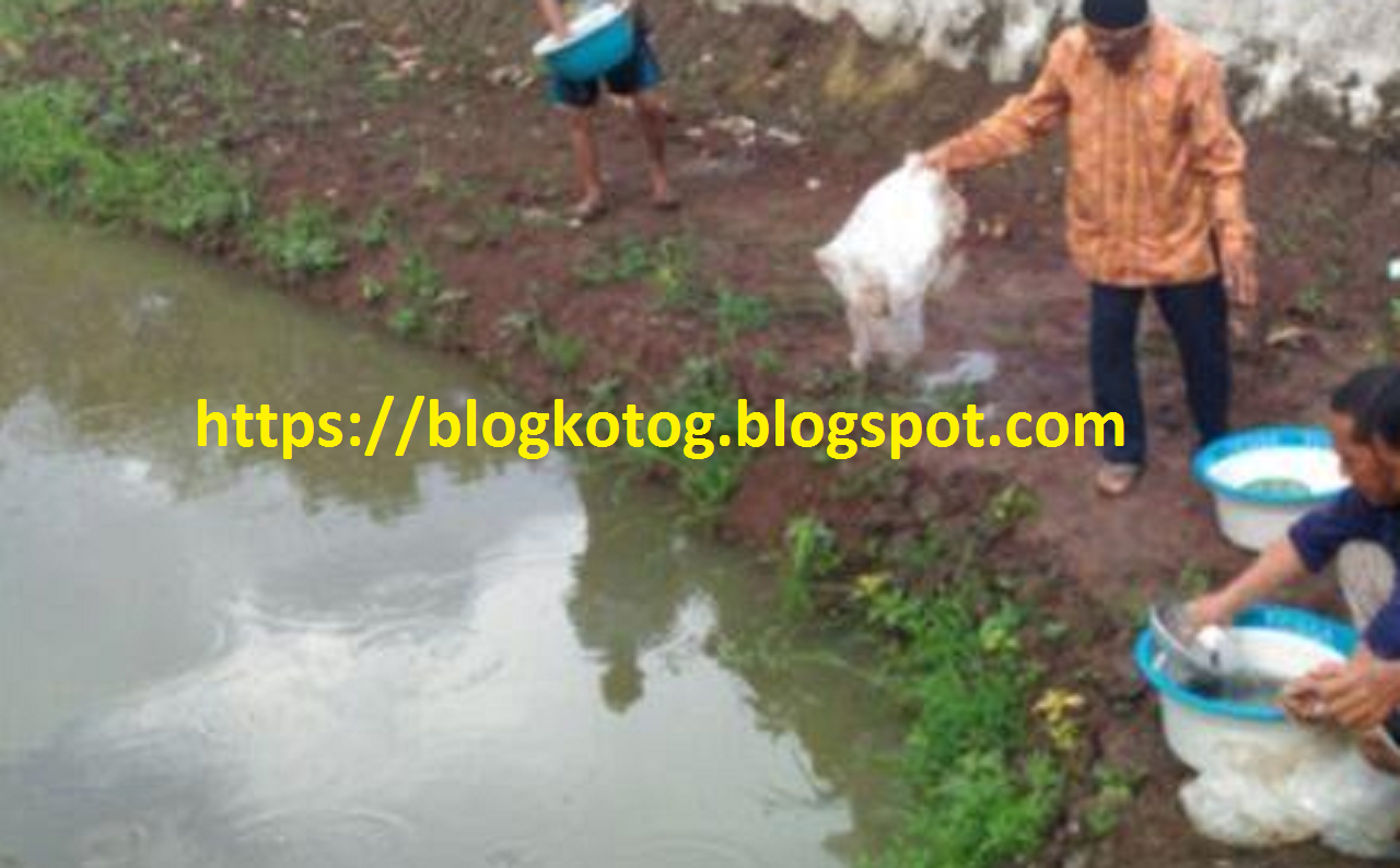 Penebaran Benih Ikan Nila - Blog Go Blog Penebaran Benih Ikan Nila - Blog Go Blog