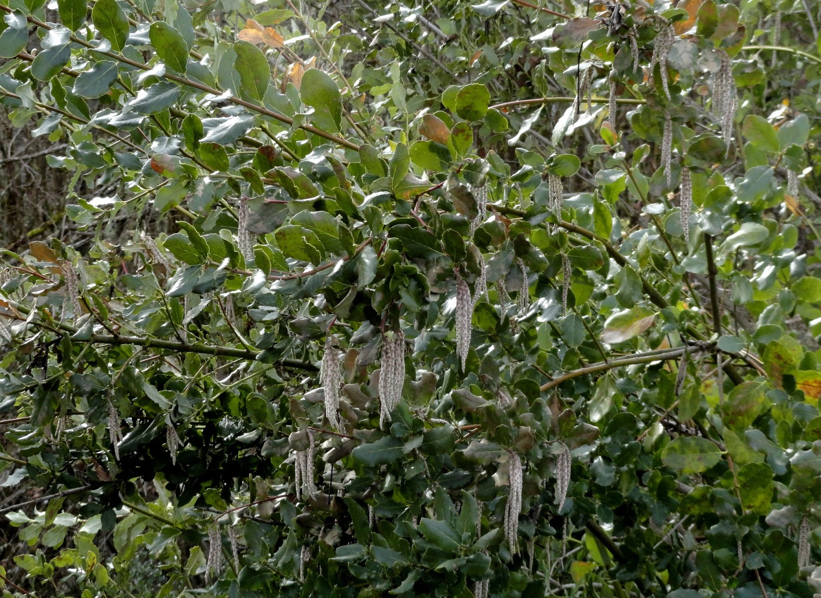 danger garden: Garden Bloggers party at Joy Creek Nursery