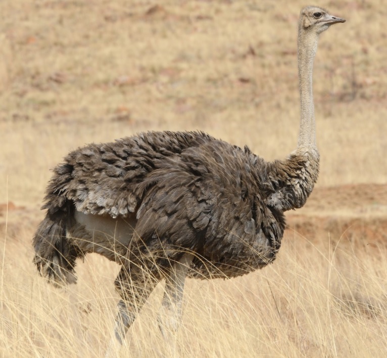 Korean Language Notes: Which came first, the camel or the camel bird?