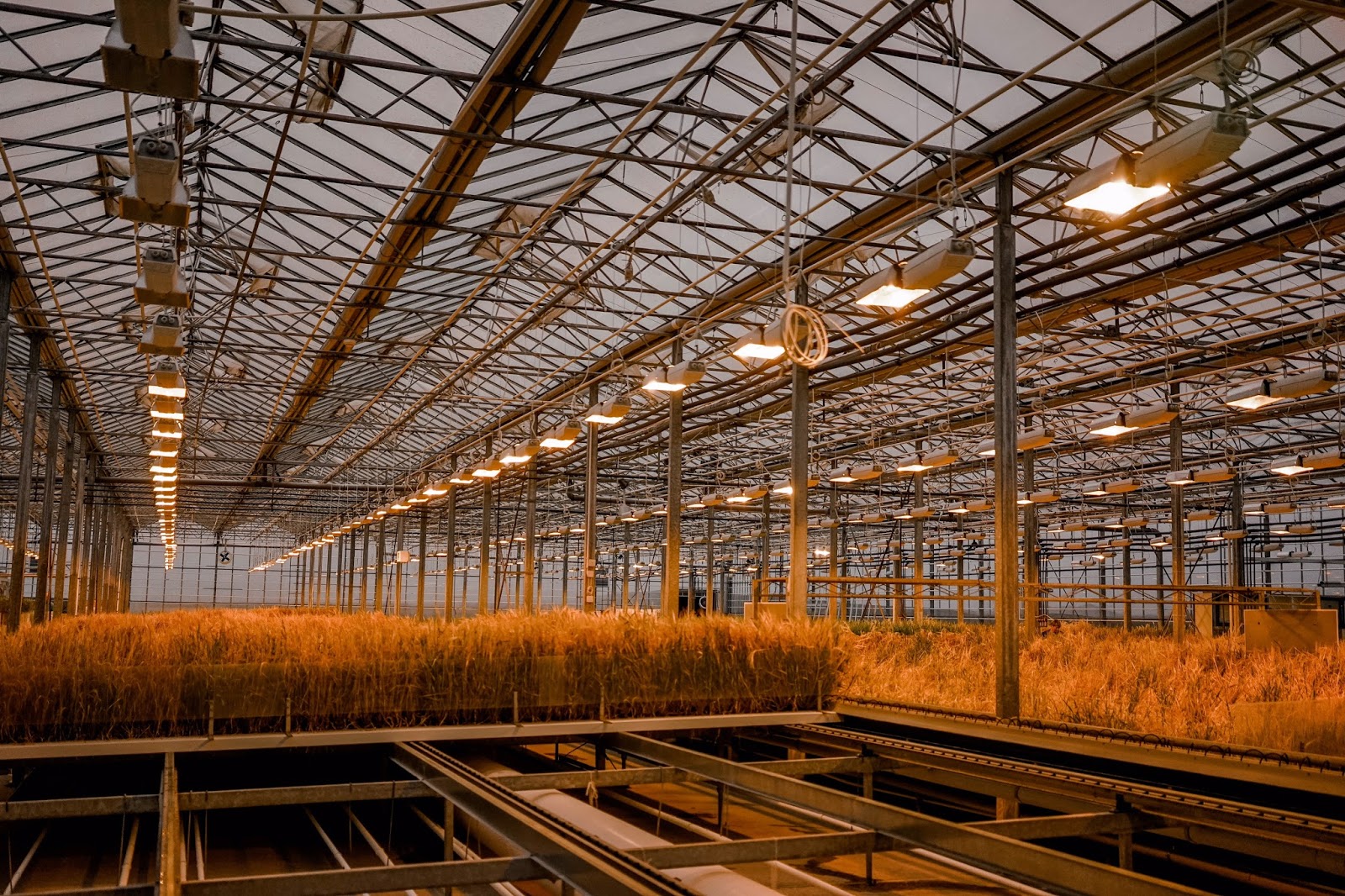 Skincare Sunday: Iceland with BIOEFFECT | FERAL CREATURE