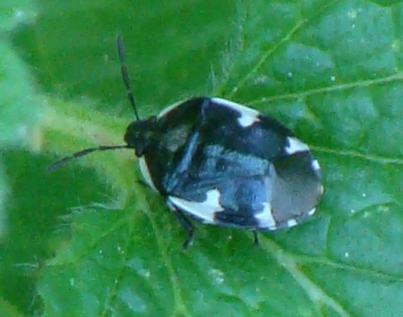 Bugs from Romania: Cydnidae