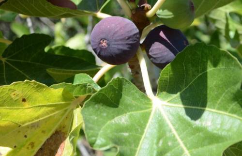 Corfu Fig - Var Tin