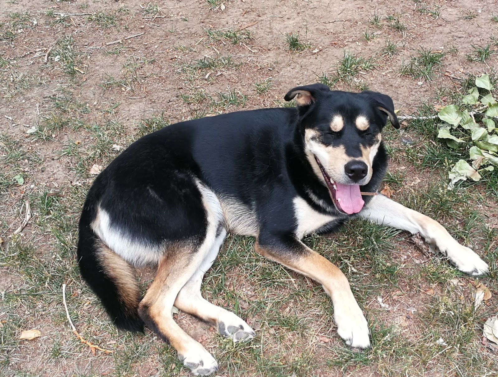 Rottsky = Rottweiler + Husky: Over Heating in Summer