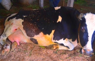PENYAKIT MILK FEVER PADA SAPI PERAH - Ilmu Ternak