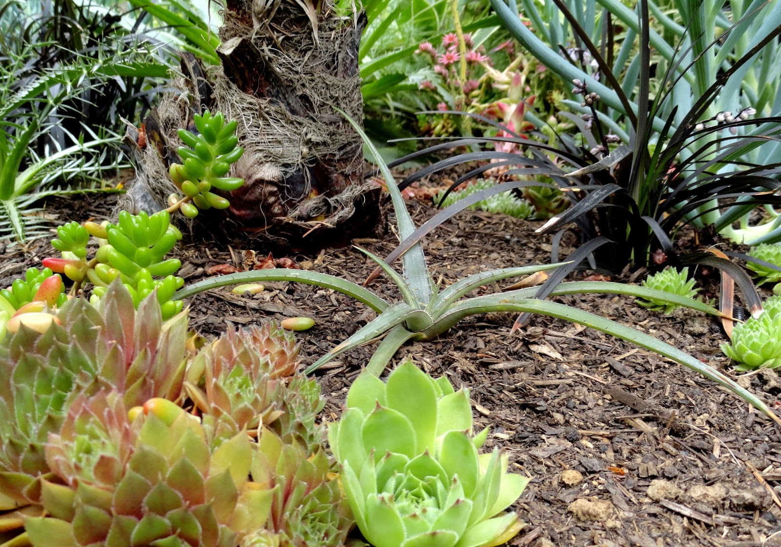 danger garden: Bromeliads in the garden