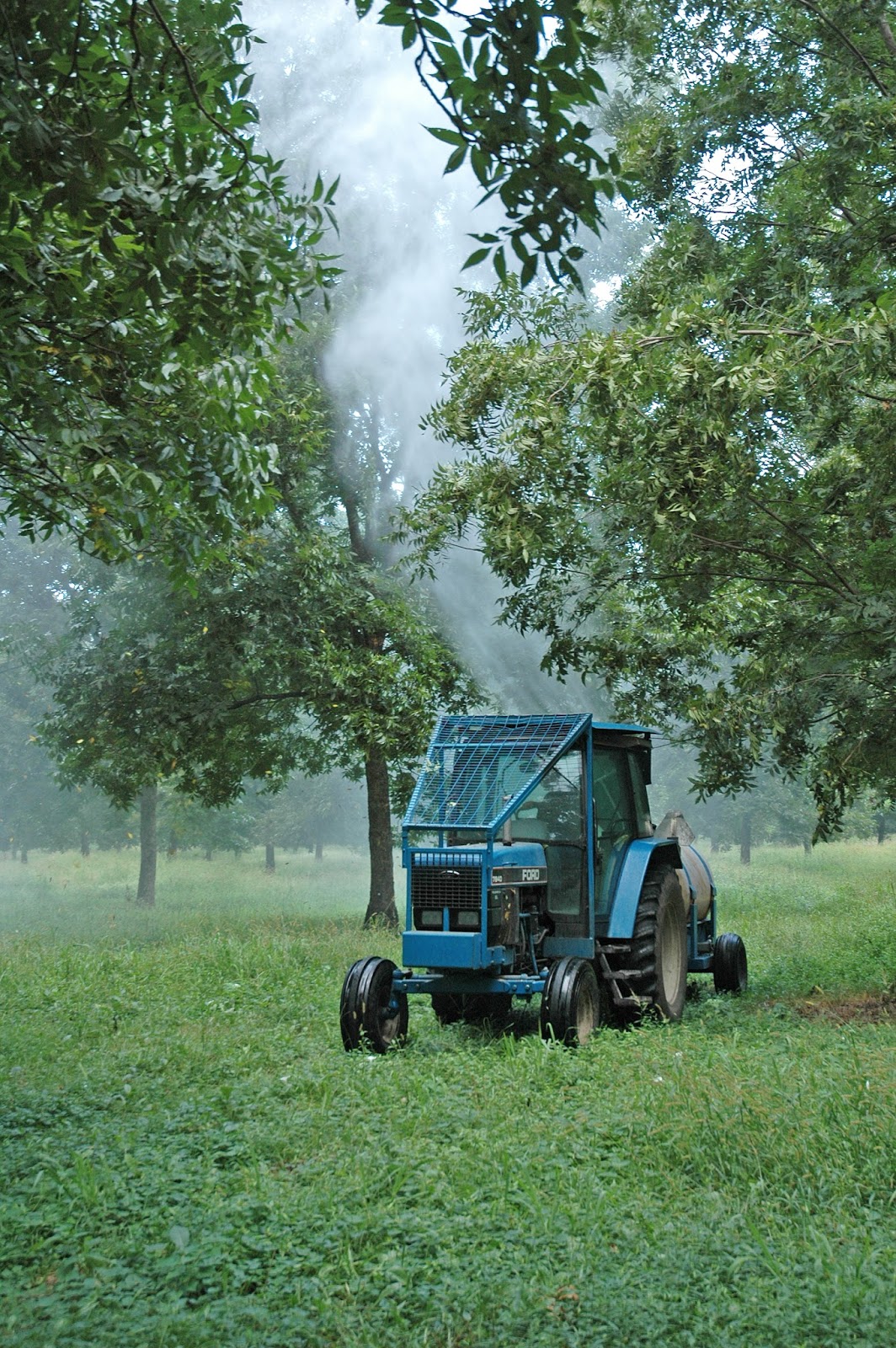 Northern Pecans: Spraying for stinkbugs and aphids