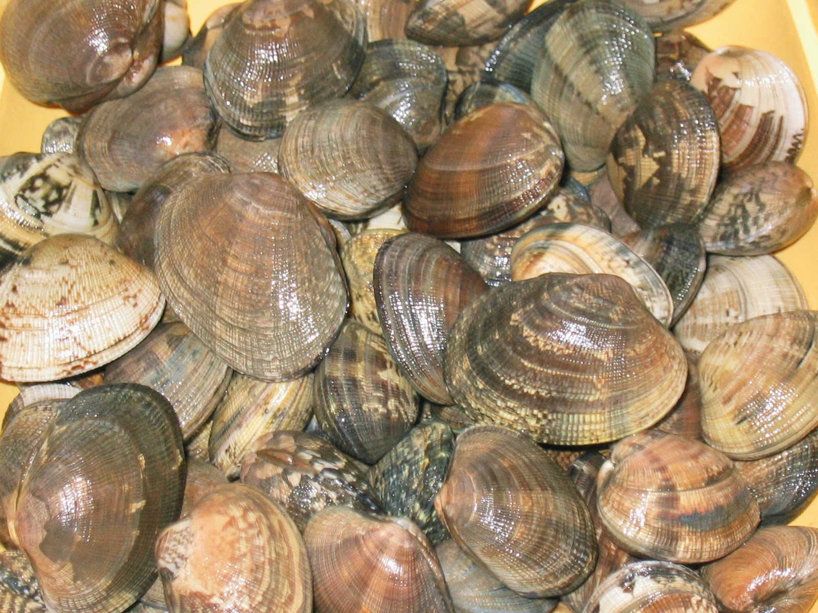 El rincón de Mundín: MARISCOS: LAS ALMEJAS: CLASES -I- DE -II ...