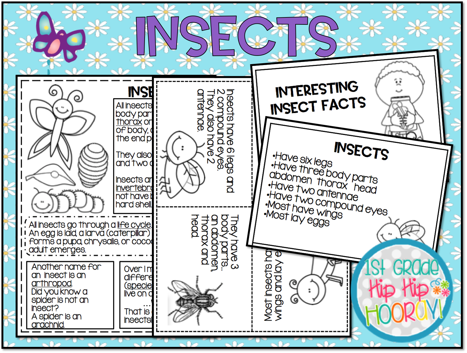 1st Grade Hip Hip Hooray!: Insects are so interesting!!