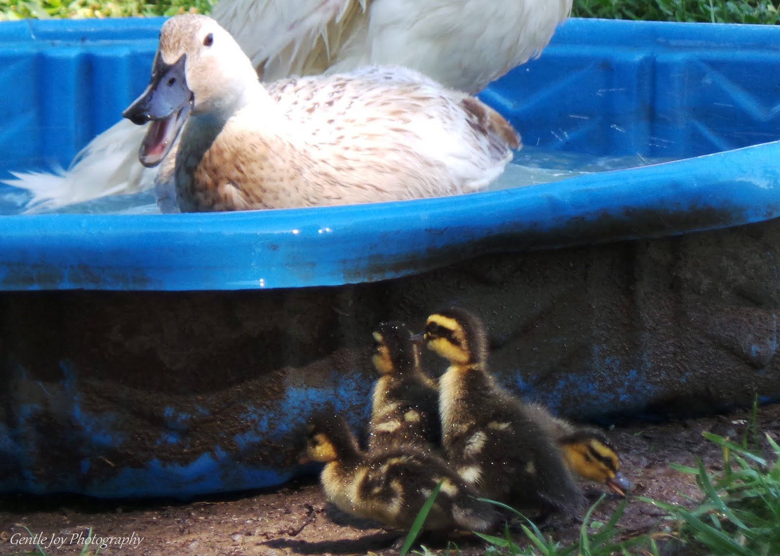 Gentle Joy Photography: Ducklings and Their Mama