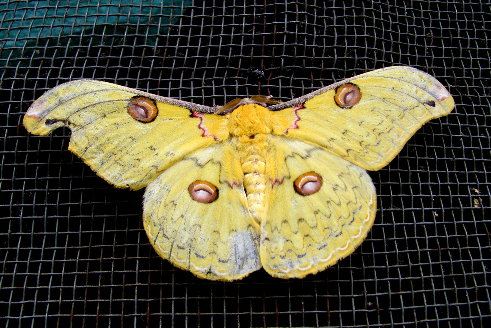 Moths of Bhutan: A preliminary checklist of Saturniidae (Wild Silk ...