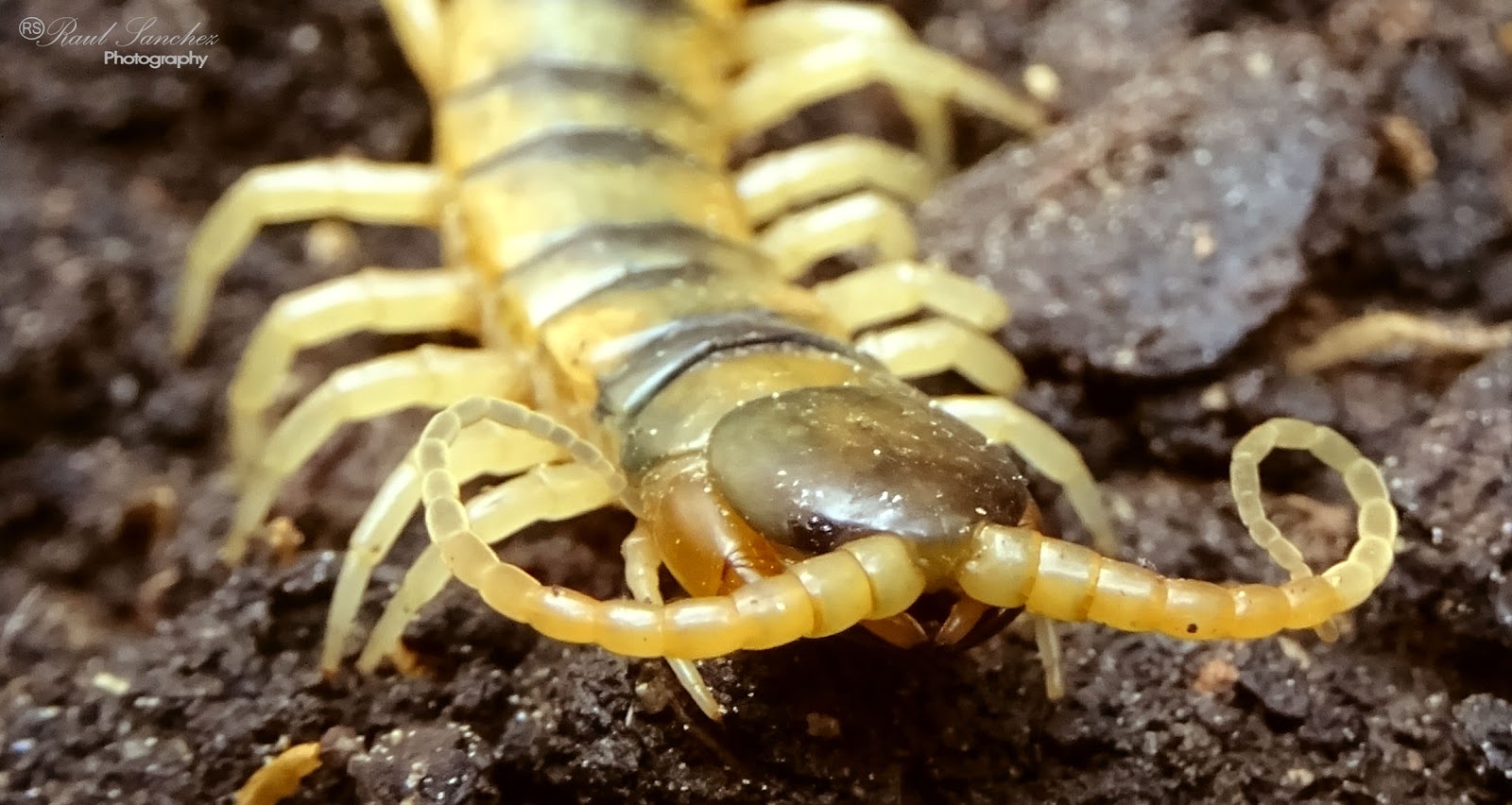 Naturaleza Viva : Scolopendra alternans (Chilopoda Scolopendromorpha ...
