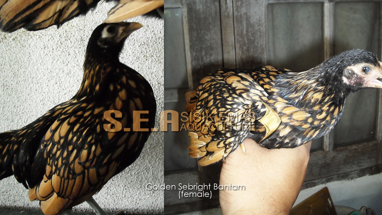 ExoticAnimalPlanet: 2012