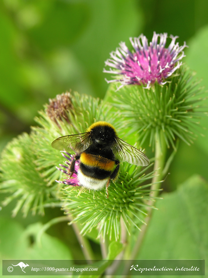 WILDLIFE GATEWAY: Histoires de bourdons!