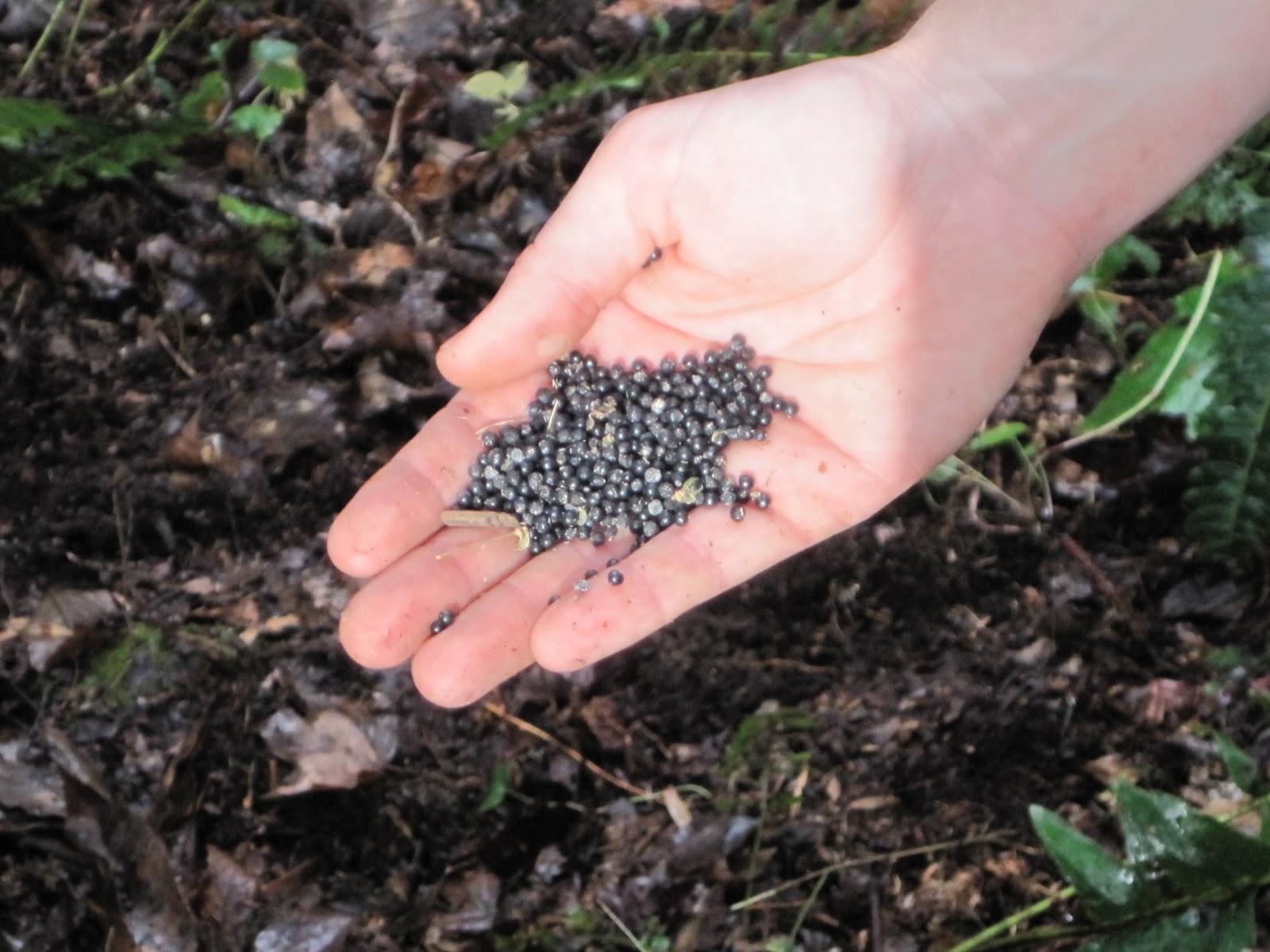 Grow Appalachia: Ramps: Untapped Gold of the Appalachians-- Pine ...