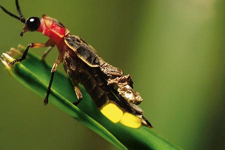 Ateş böceği NASIL ışık verir?