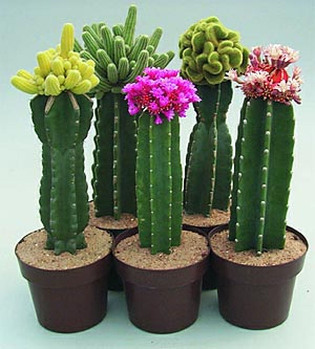 48 Cute Small Cactus Ideas To Maximize Your Interior Design | ARA HOME