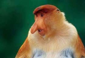 Endangered Species Awareness: Endangered Proboscis Monkey