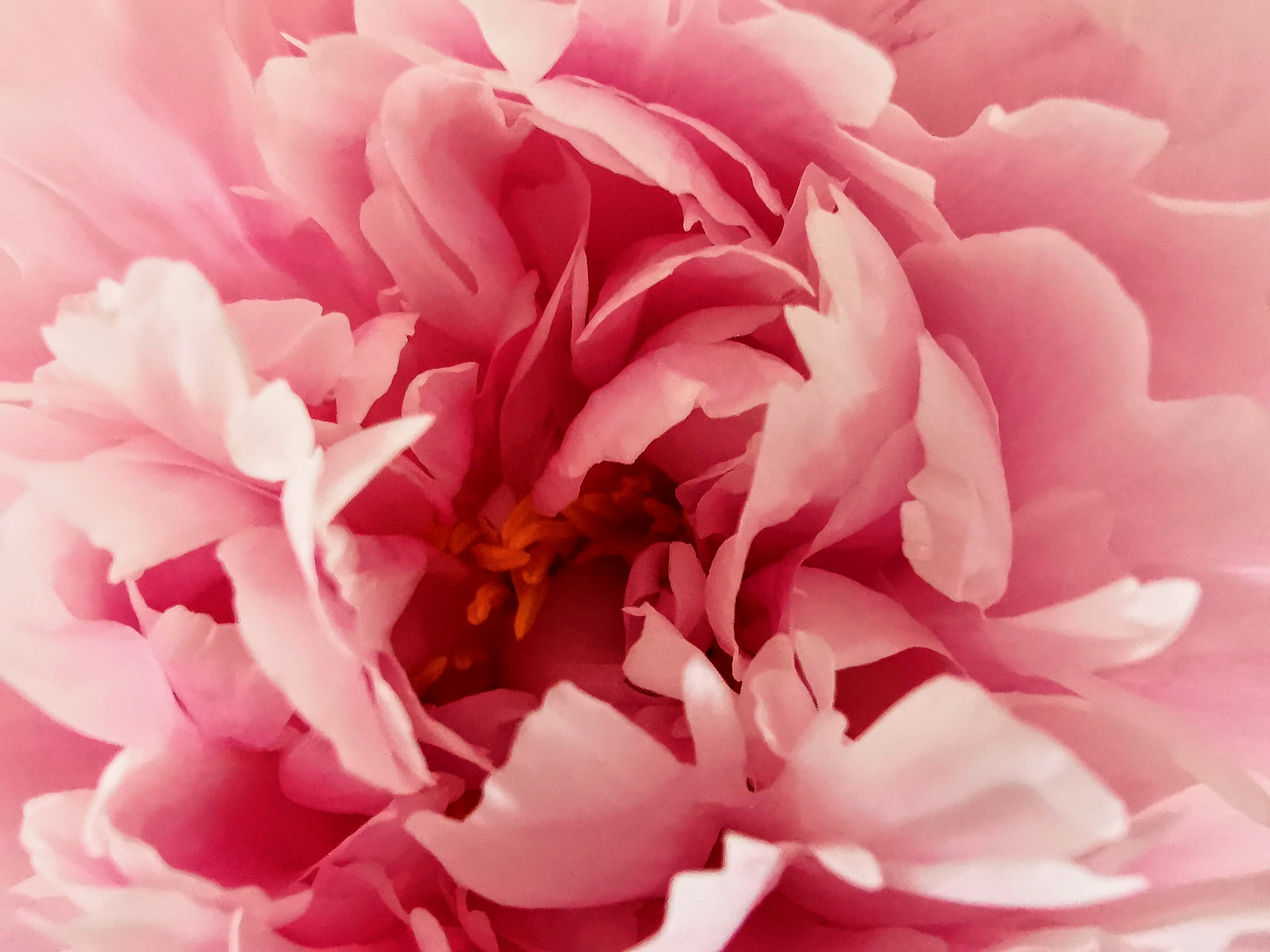 Beautiful French Peonies | Paperesse