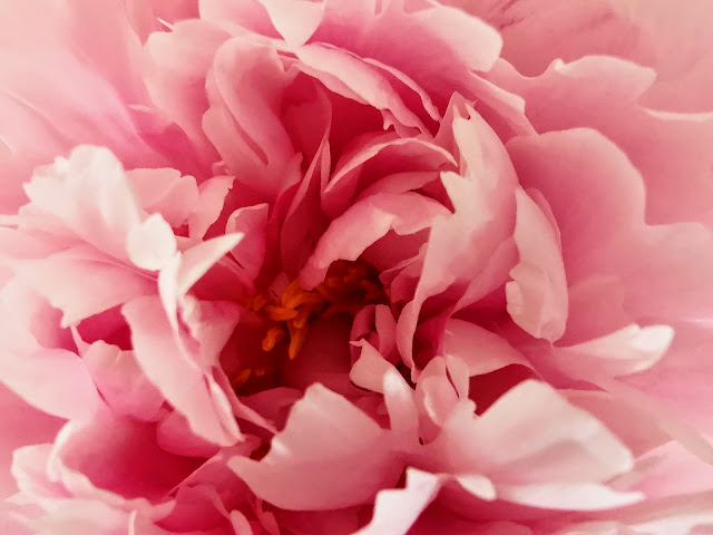 Beautiful French Peonies | Paperesse