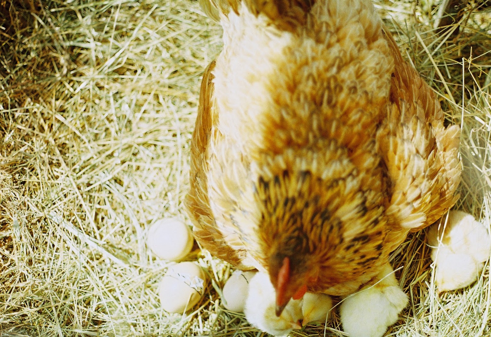 Dozens of photos of hatching chicks