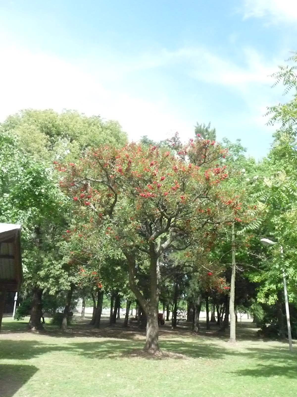 Heráldica en la Argentina: El ceibo, flor nacional