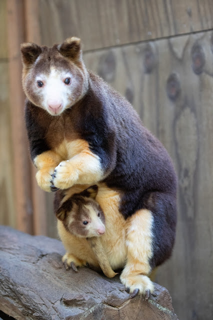 Baby reveal! Adorable tree kangaroo joey emerges from mom’s pouch