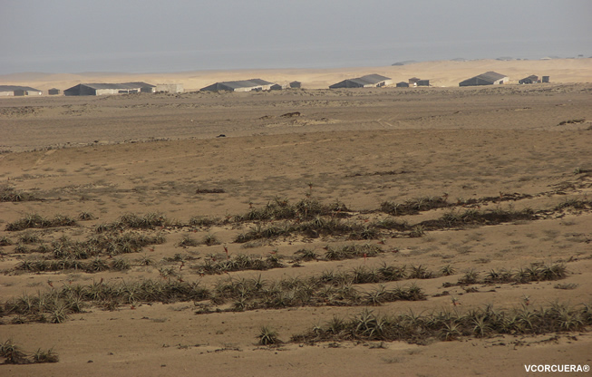 Ruta Moche: LAS LOMAS COSTERAS DEL CERRO CAMPANA
