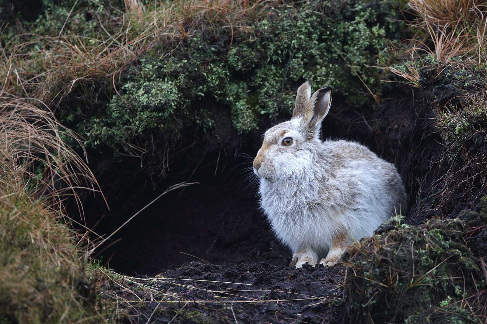 Darley Dale Wildlife: Mountain Hare still in its winter coat