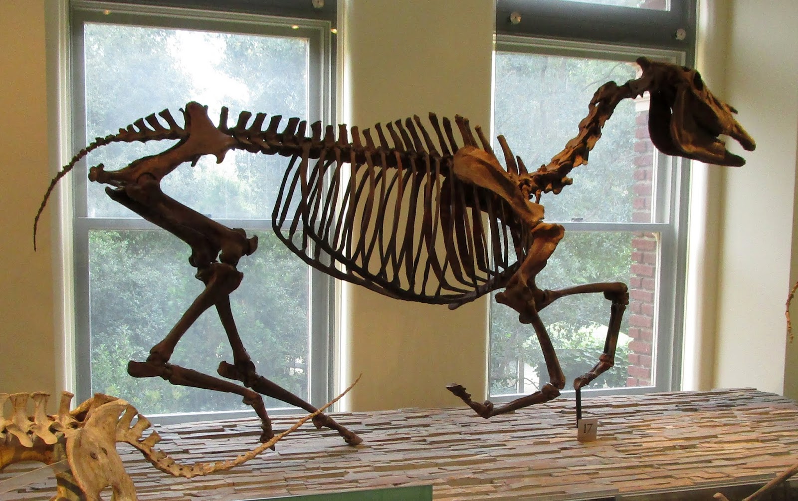 Equus Fossil